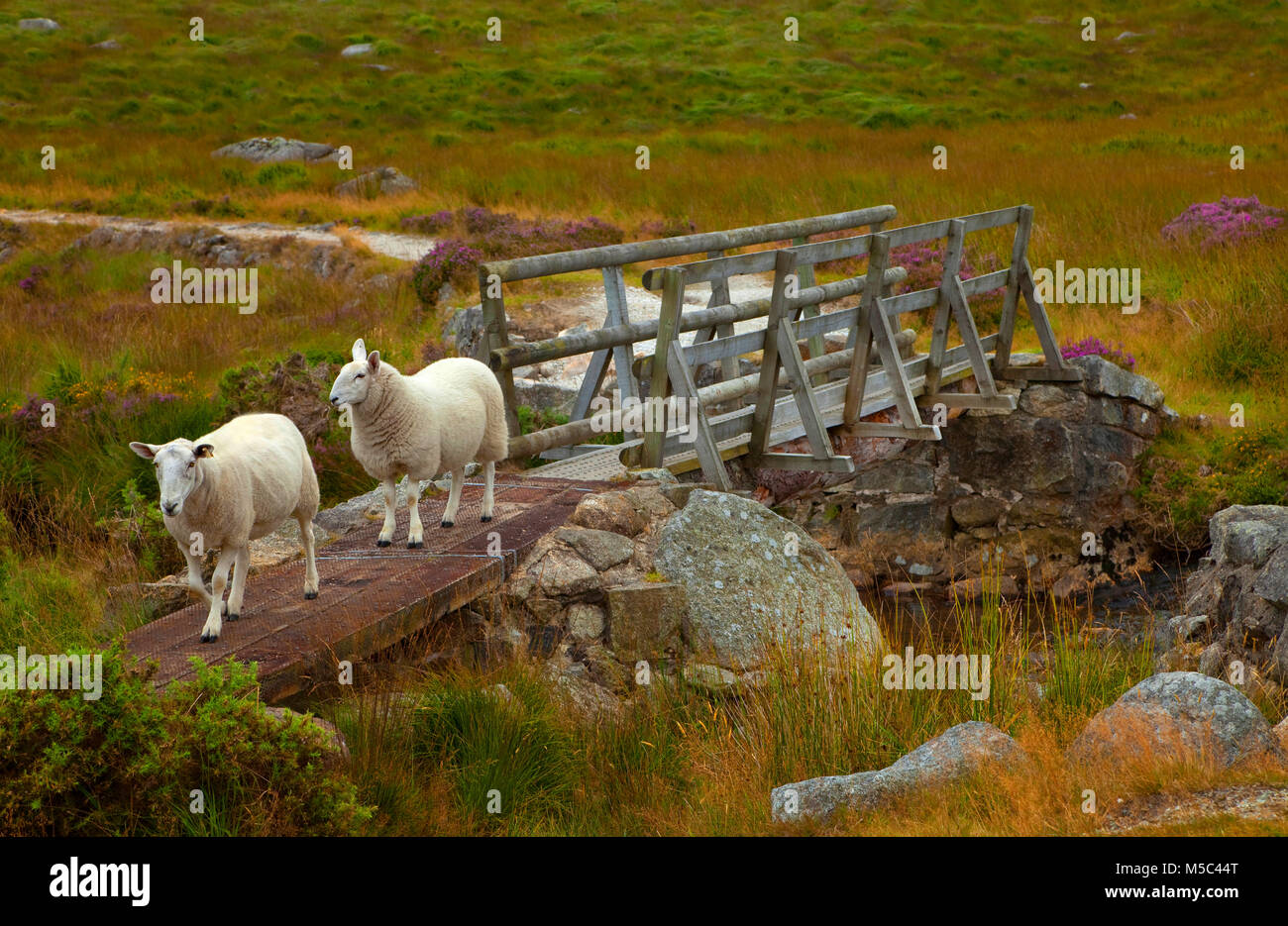 Sheep crossing bridge hi-res stock photography and images - Alamy