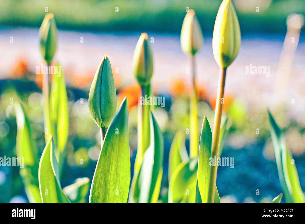 Beautiful fresh unblown tulips on the flower bed in the rays of spring ...