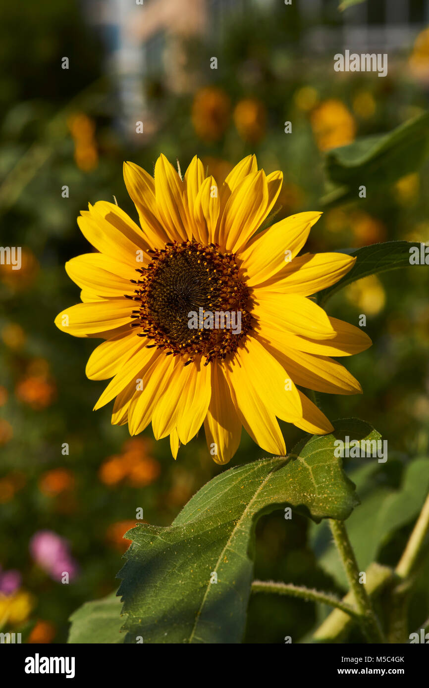 Turnesol hi-res stock photography and images - Alamy