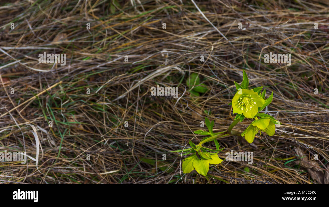Wild hellebore flower hi-res stock photography and images - Alamy