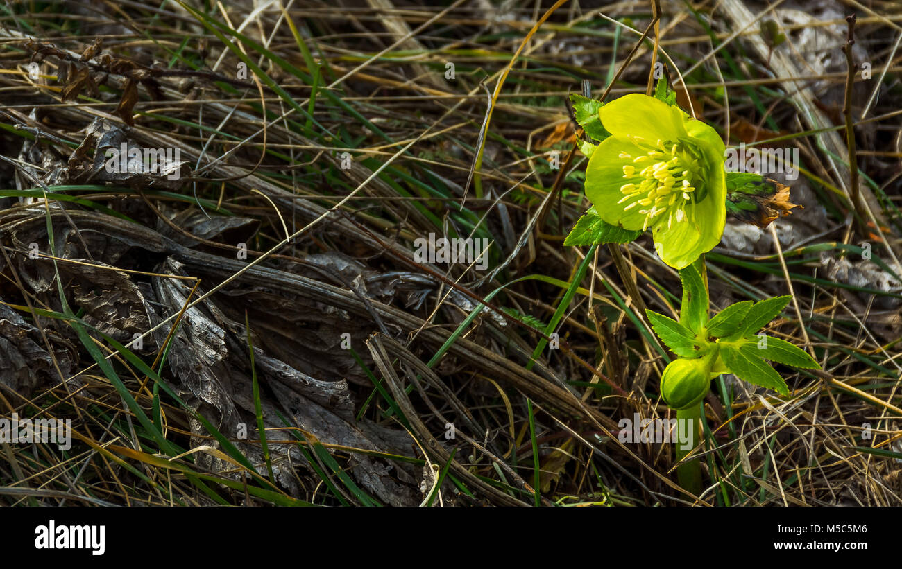Wild hellebore flower hi-res stock photography and images - Alamy