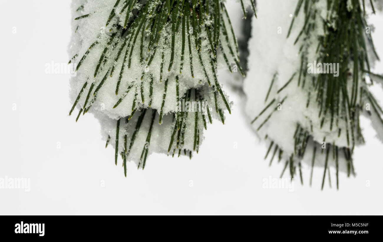 Snow covered pine trees needles Stock Photo - Alamy