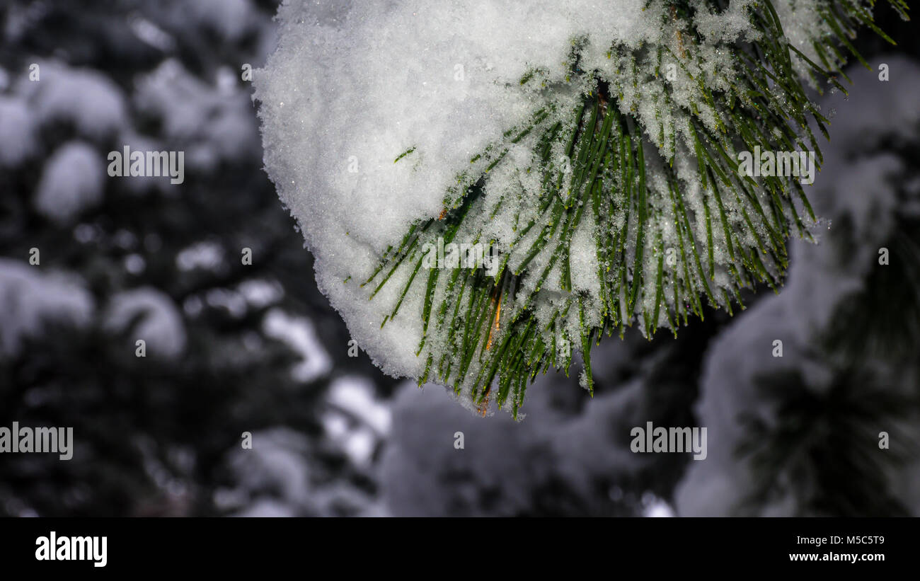 Snowy pine needles hi-res stock photography and images - Alamy