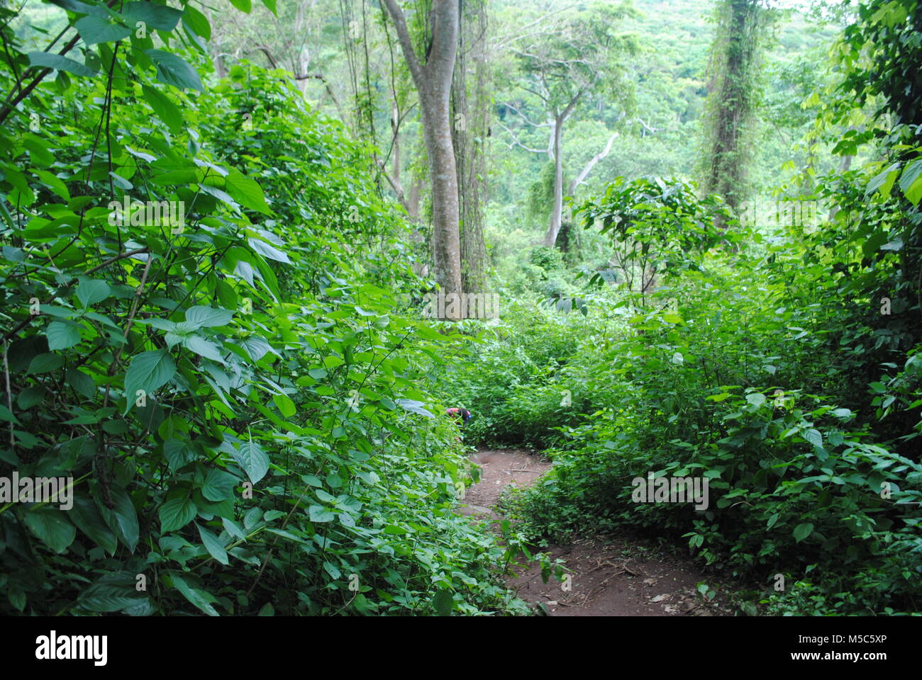 Access trail under the falls Stock Photo - Alamy