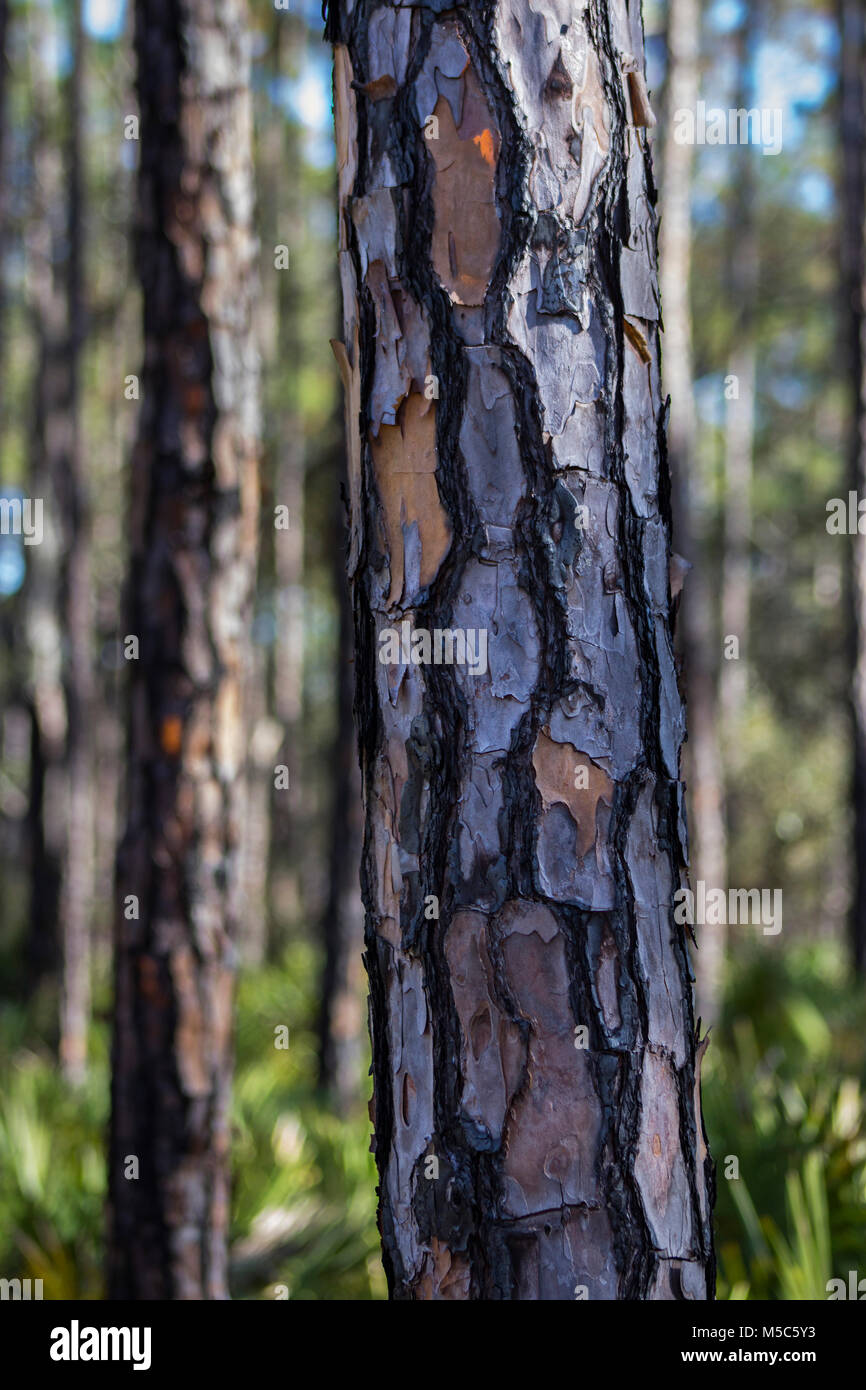 Textured Tree Bark Stock Photo - Alamy