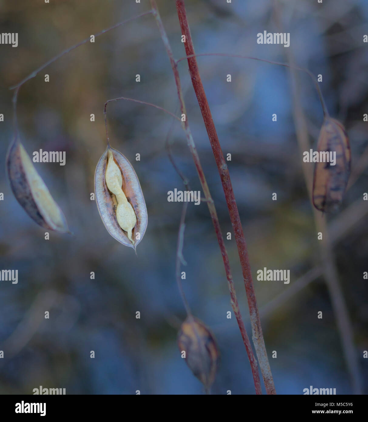 Seeds in a Pod Dark Background Stock Photo - Alamy