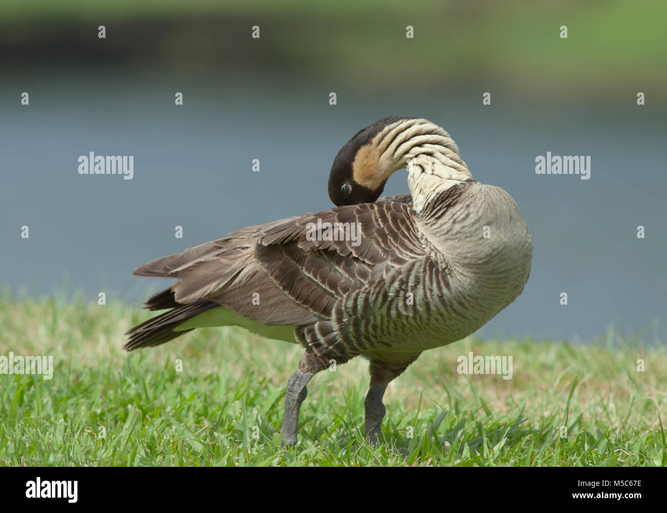Endangered Hawaiian Goose or Nene (Branta sandvicensis) Wild, Big ...