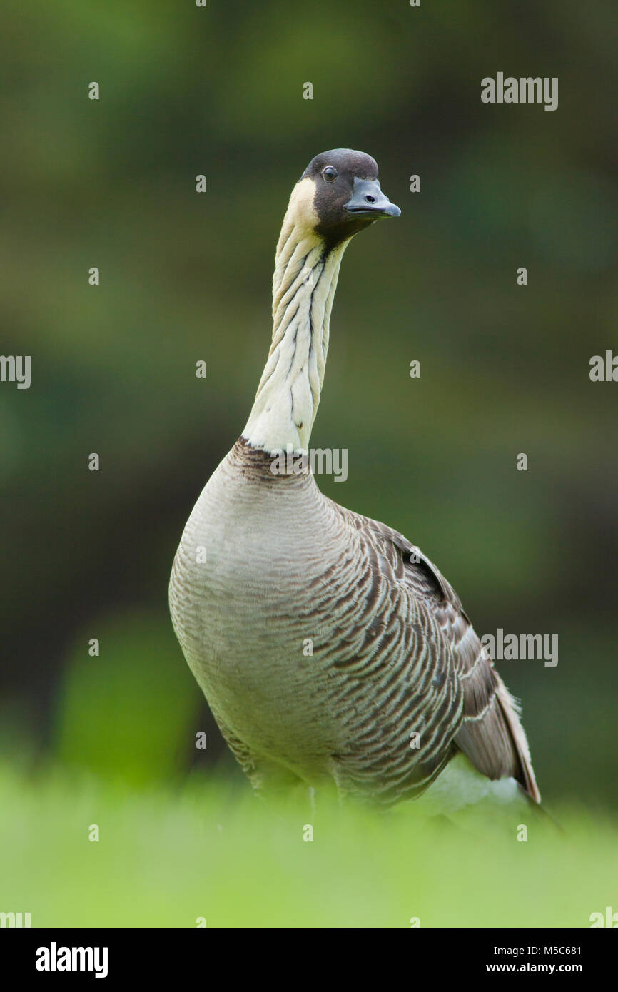 Endangered Hawaiian Goose or Nene (Branta sandvicensis) Wild, Big ...
