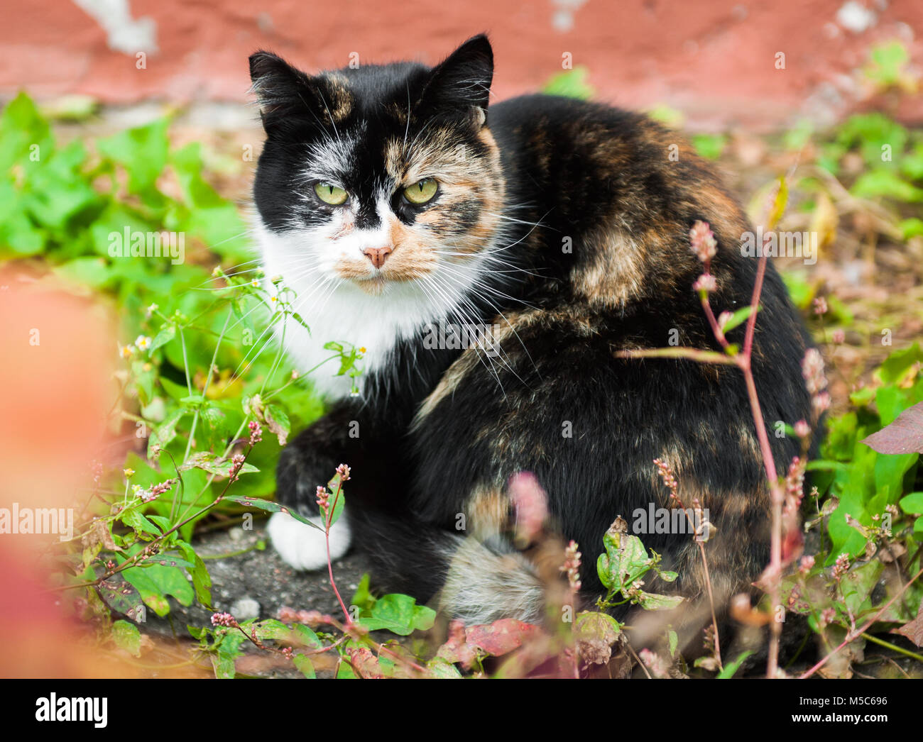 cowardly unusual spotted multicolor cat Stock Photo - Alamy