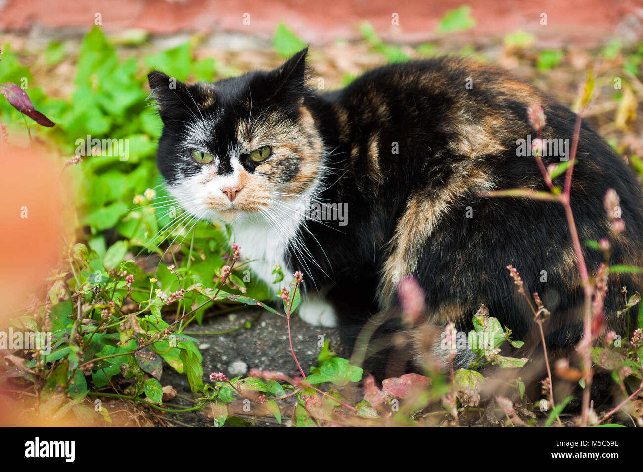 cowardly unusual spotted multicolor cat Stock Photo - Alamy
