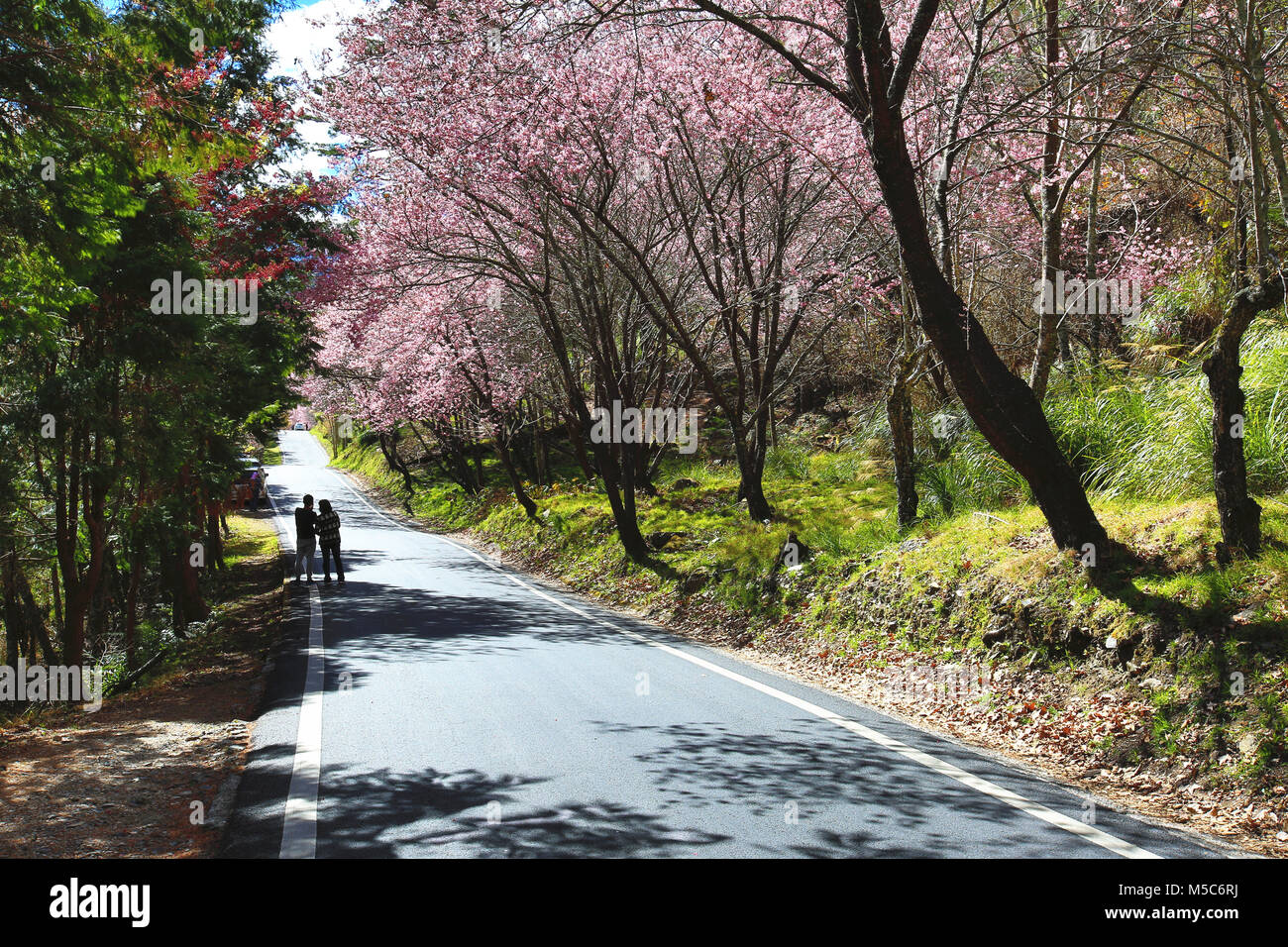 Beautiful scenery of pink cherry blossom trees with road and travelers ...