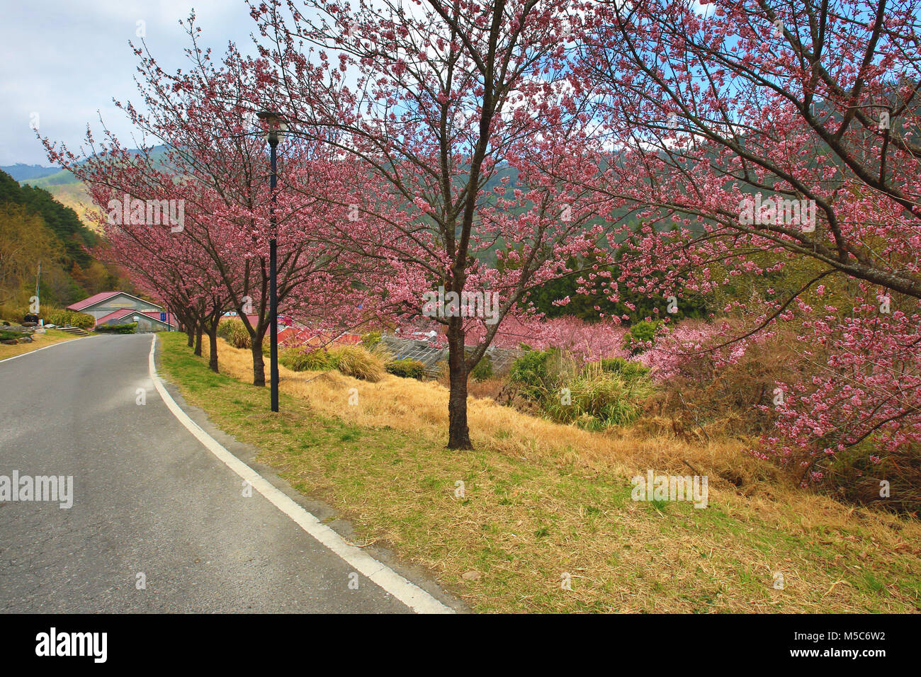 Beautiful landscape of pink cherry blossom trees with road and house in ...