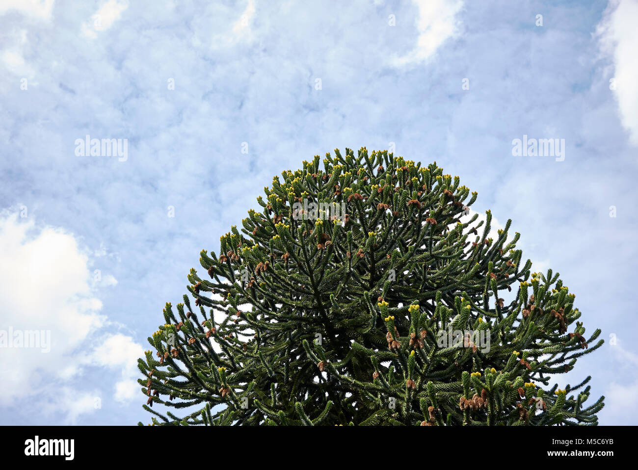 monkey puzzle Stock Photo - Alamy