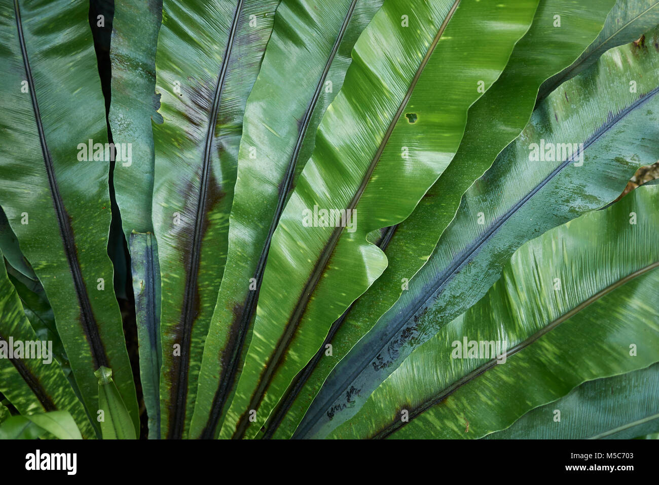 Spleenworts hi-res stock photography and images - Alamy
