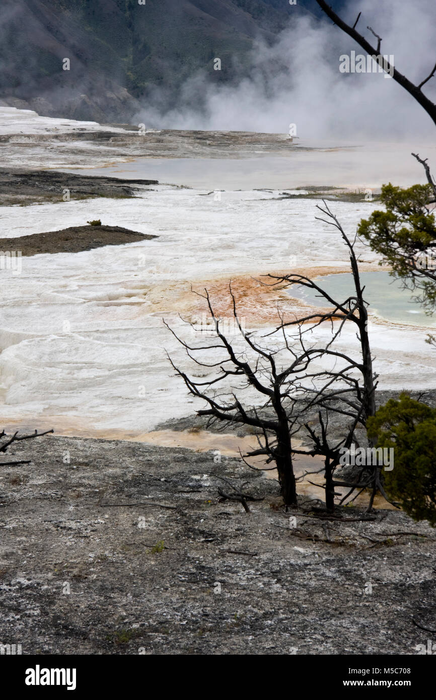 Main Terrace, Mammoth Hot Springs, Yellowstone National Park, USA Stock ...