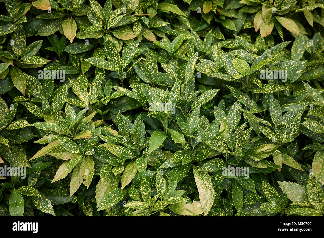 Aucuba japonica variegata leaf hi-res stock photography and images - Alamy
