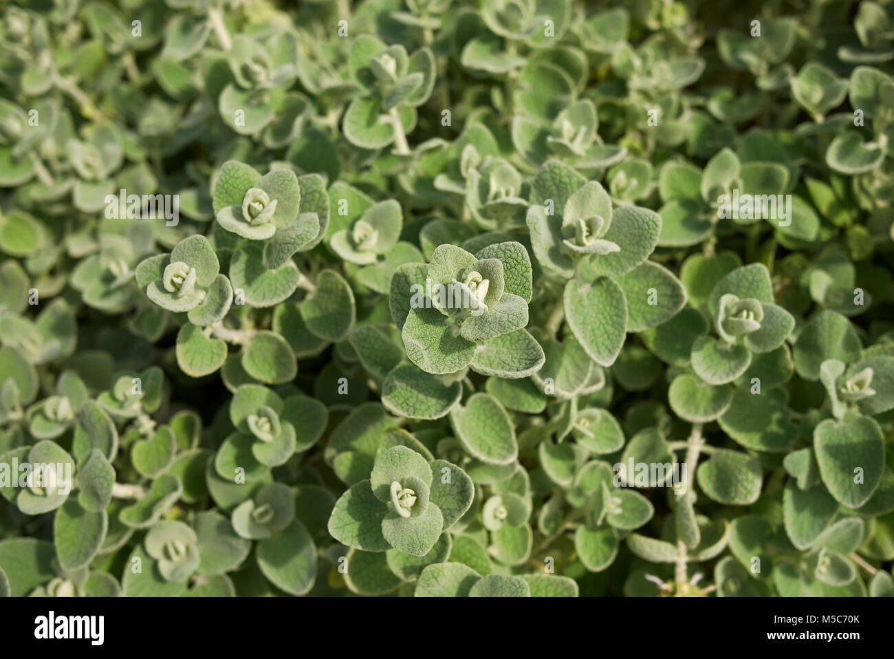 Pseudodictamnus hi-res stock photography and images - Alamy