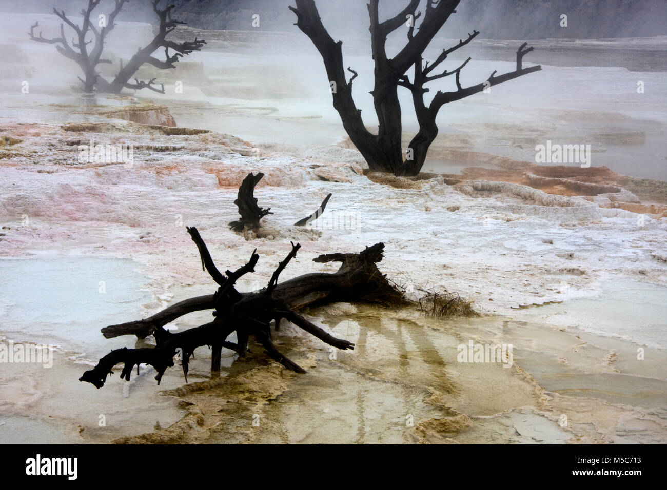 Canary Spring, Mammoth Hot Springs, Yellowstone National Park, USA ...