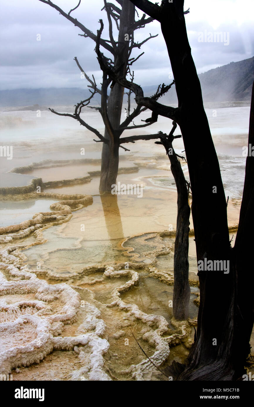 Canary Spring, Mammoth Hot Springs, Yellowstone National Park, USA ...