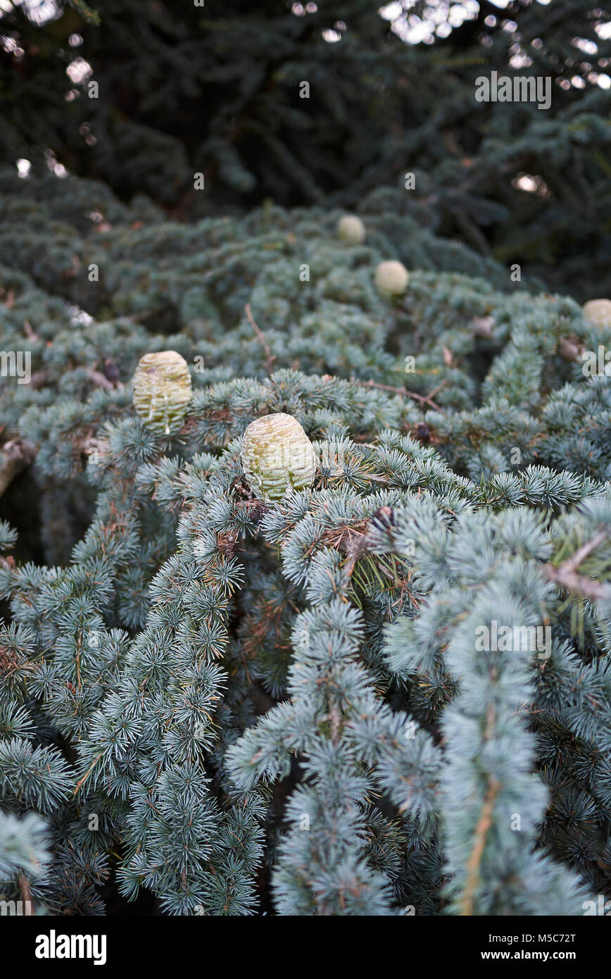 Blue atlas cedar cones cedrus hi-res stock photography and images - Alamy