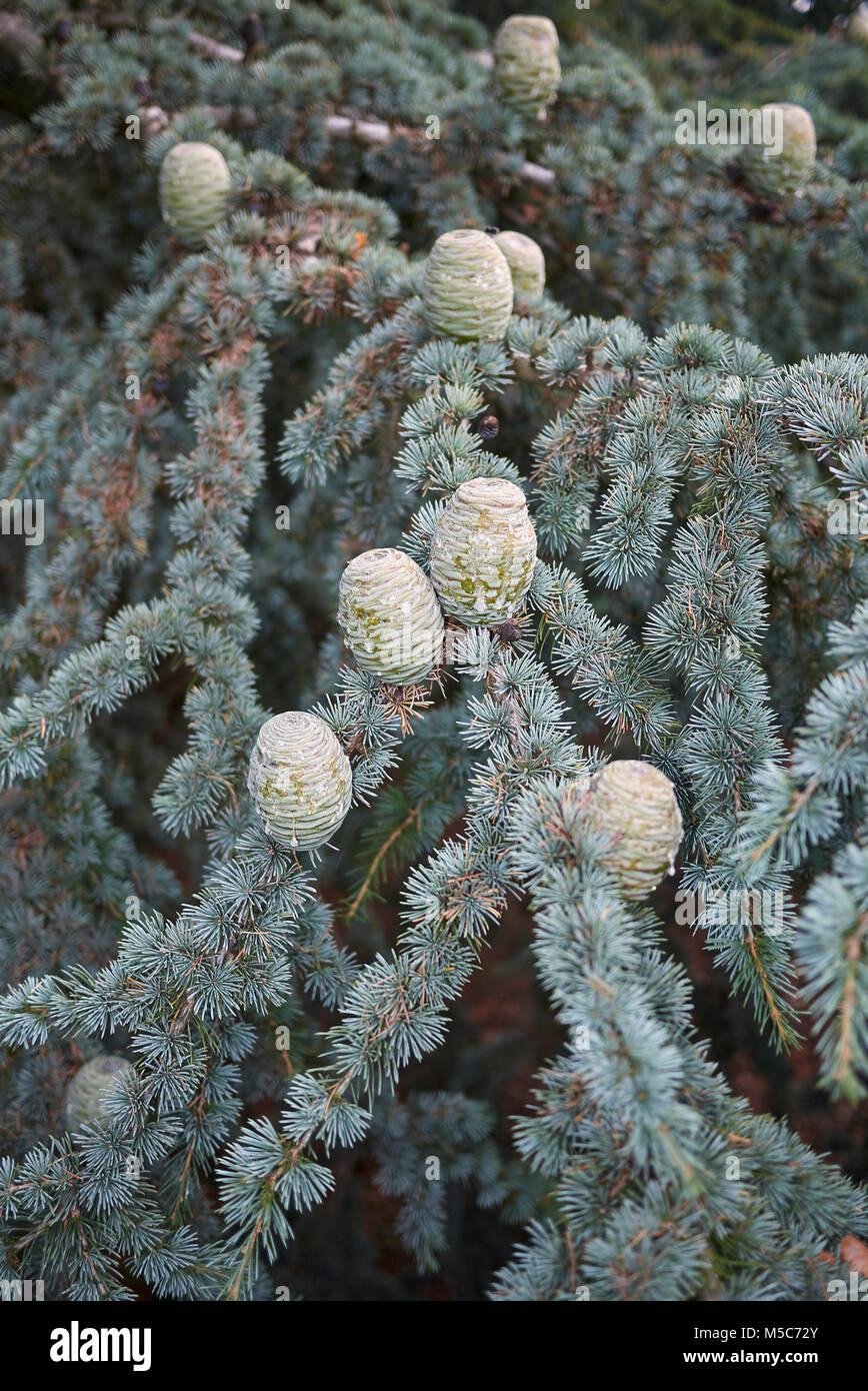 Cedrus Atlantica High Resolution Stock Photography and Images - Alamy
