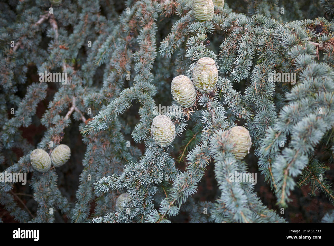 Blue atlas cedar cones cedrus hi-res stock photography and images - Alamy