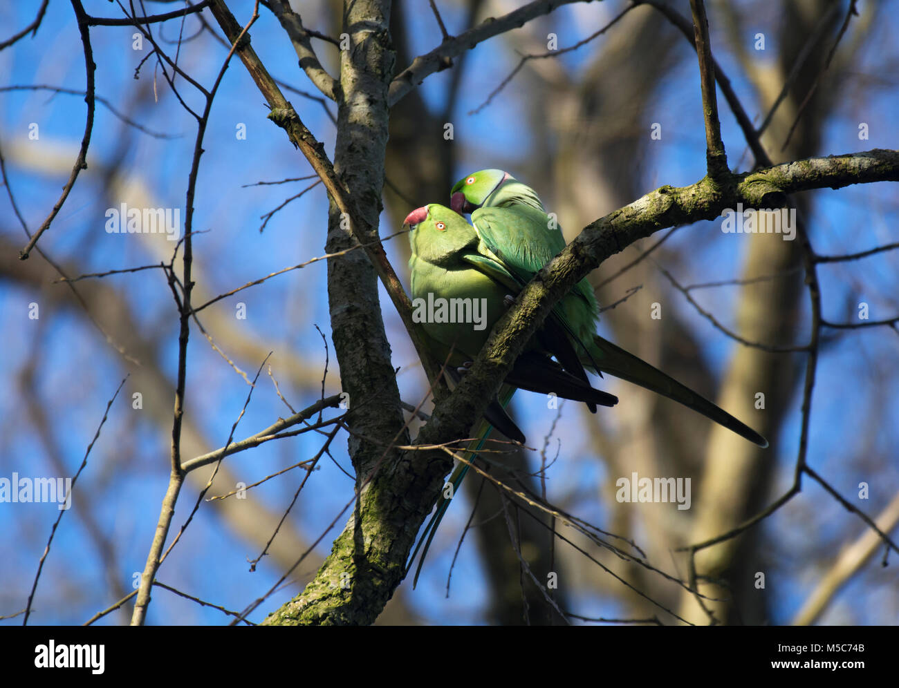 Afro asian parakeet species hi-res stock photography and images - Alamy