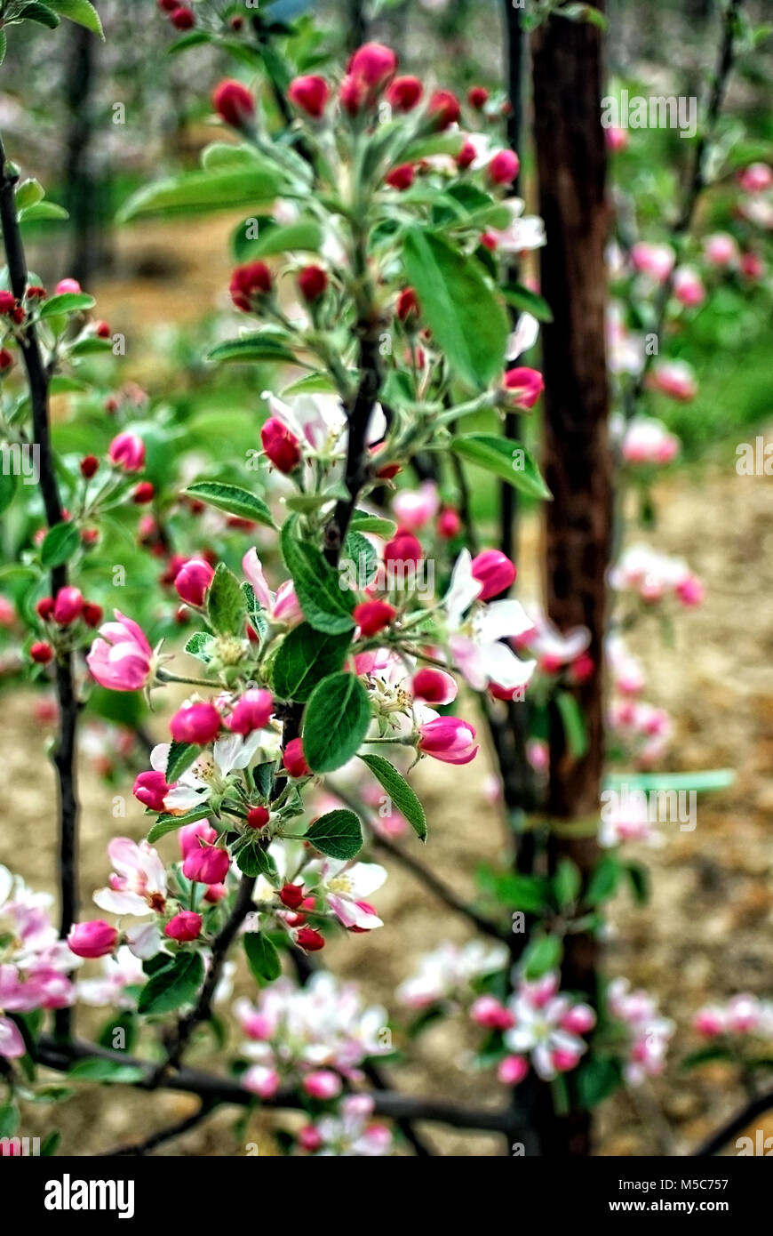 Growing apple trees hi-res stock photography and images - Alamy