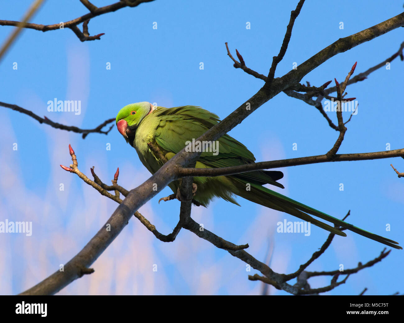 Afro asian parakeet species hi-res stock photography and images - Alamy