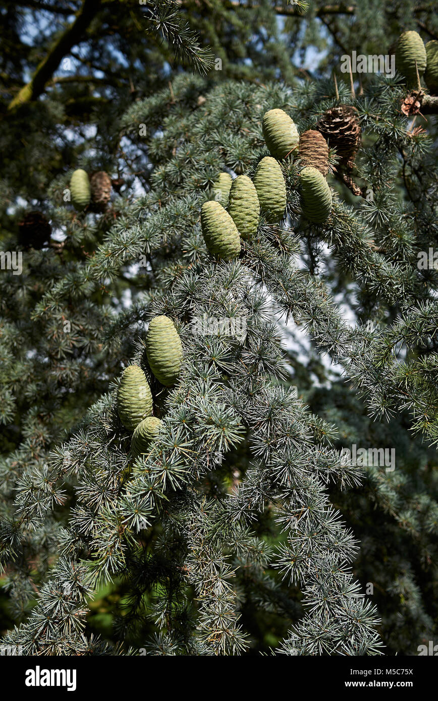 Cedrus libani cone hi-res stock photography and images - Alamy