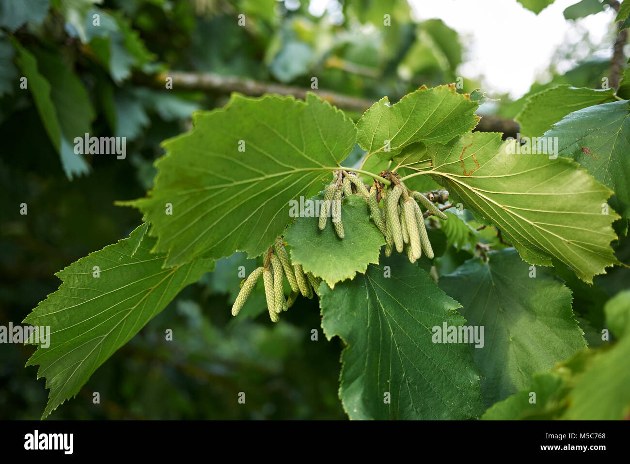 Corylus colurna branches Stock Photo - Alamy