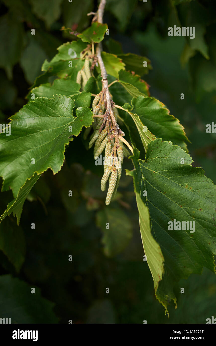 Turkish Hazel Corylus Colurna High Resolution Stock Photography and ...