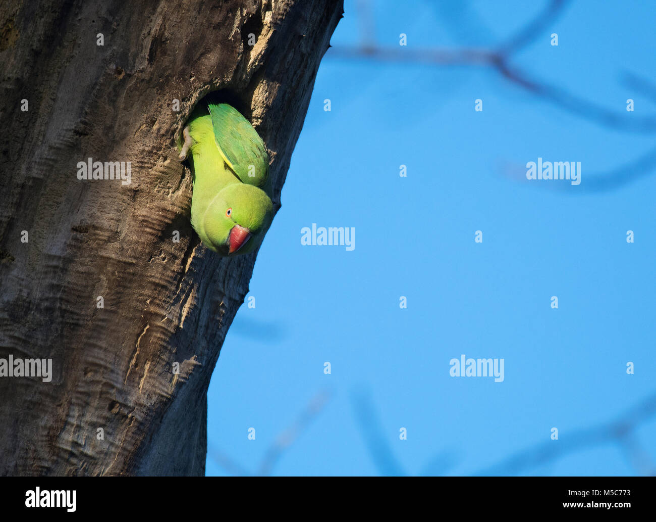Ring Necked Parakeet , Rose-ringed parakeet, Psittacula kramer, in hole ...