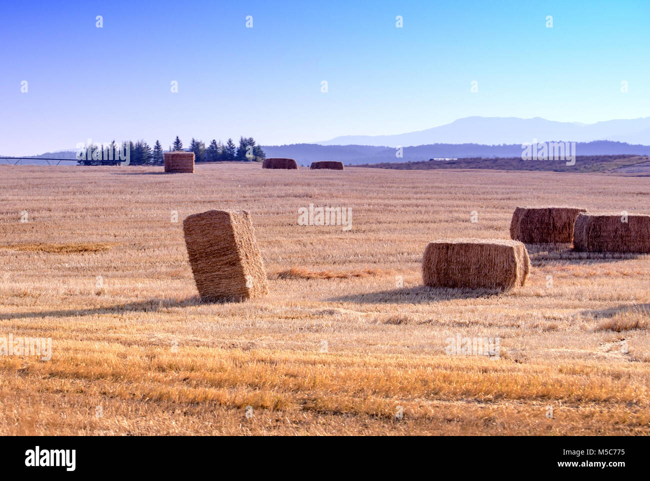 Bales of hay rectangular hi-res stock photography and images - Alamy