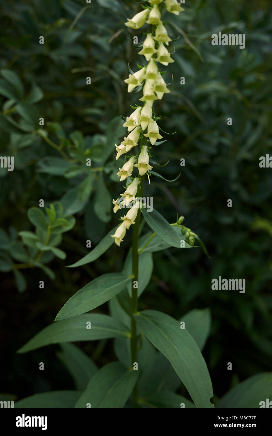 Straw foxglove digitalis hi-res stock photography and images - Alamy