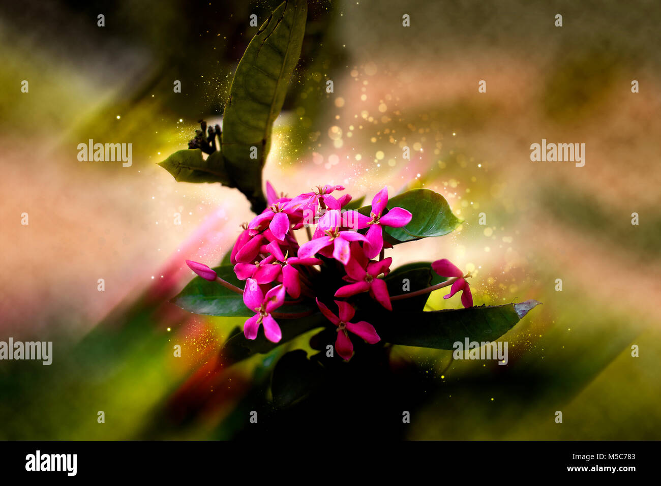 Pink Flower Portfolium Stock Photo - Alamy