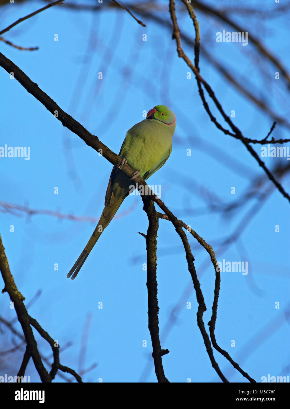 Afro asian parakeet species hi-res stock photography and images - Alamy