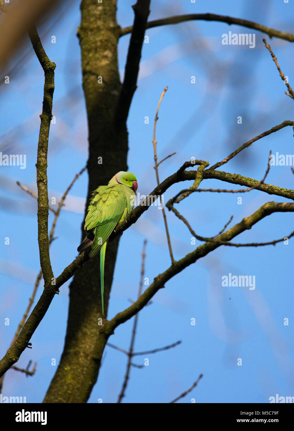 Afro asian parakeet species hi-res stock photography and images - Alamy