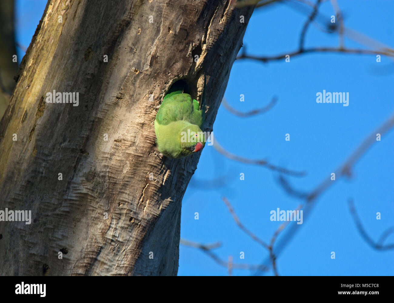 Ring Necked Parakeet , Rose-ringed parakeet, Psittacula kramer, in hole ...