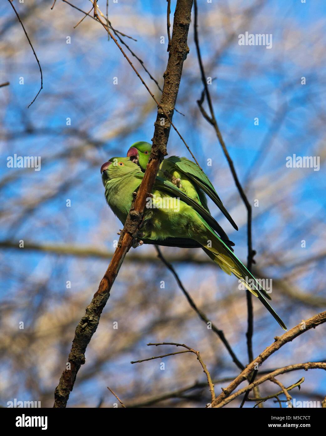 Ring Necked Parakeet , Rose-ringed parakeet, Psittacula kramer, mating ...