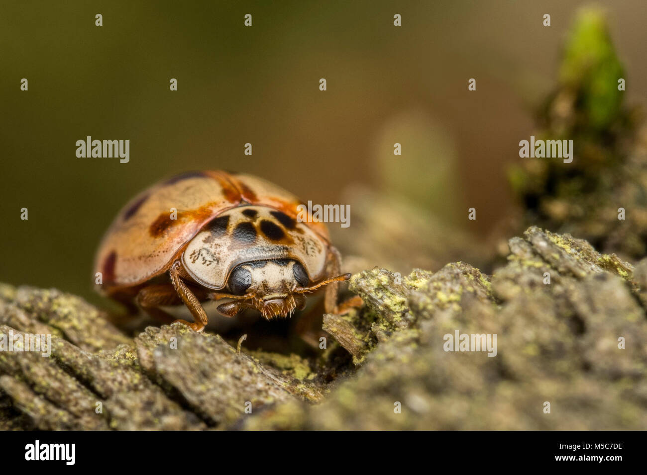 10 spot ladybird hi-res stock photography and images - Alamy