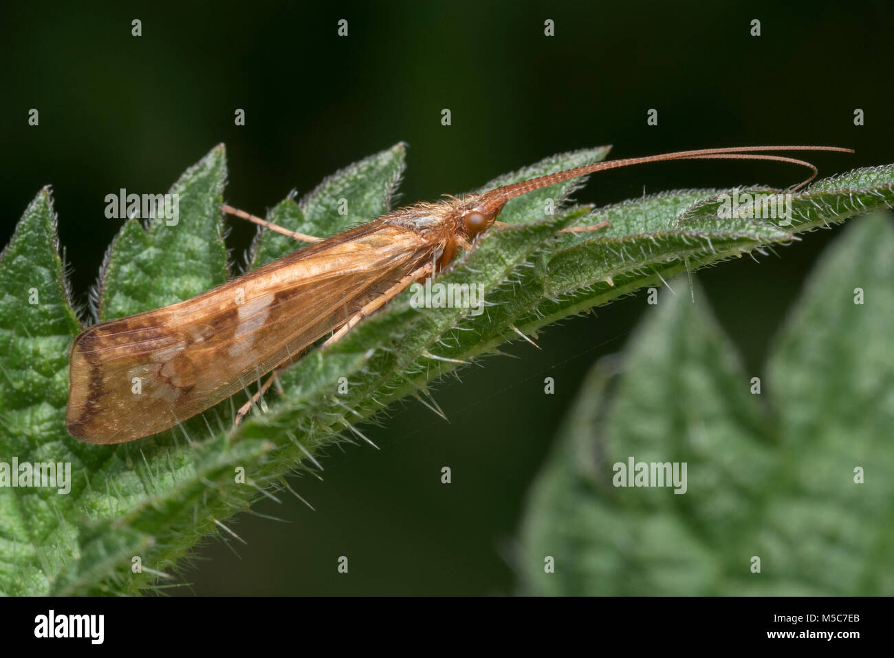 Caddisfly, possibly (Limnephilus lunatus) perched on a leaf. Tipperary ...