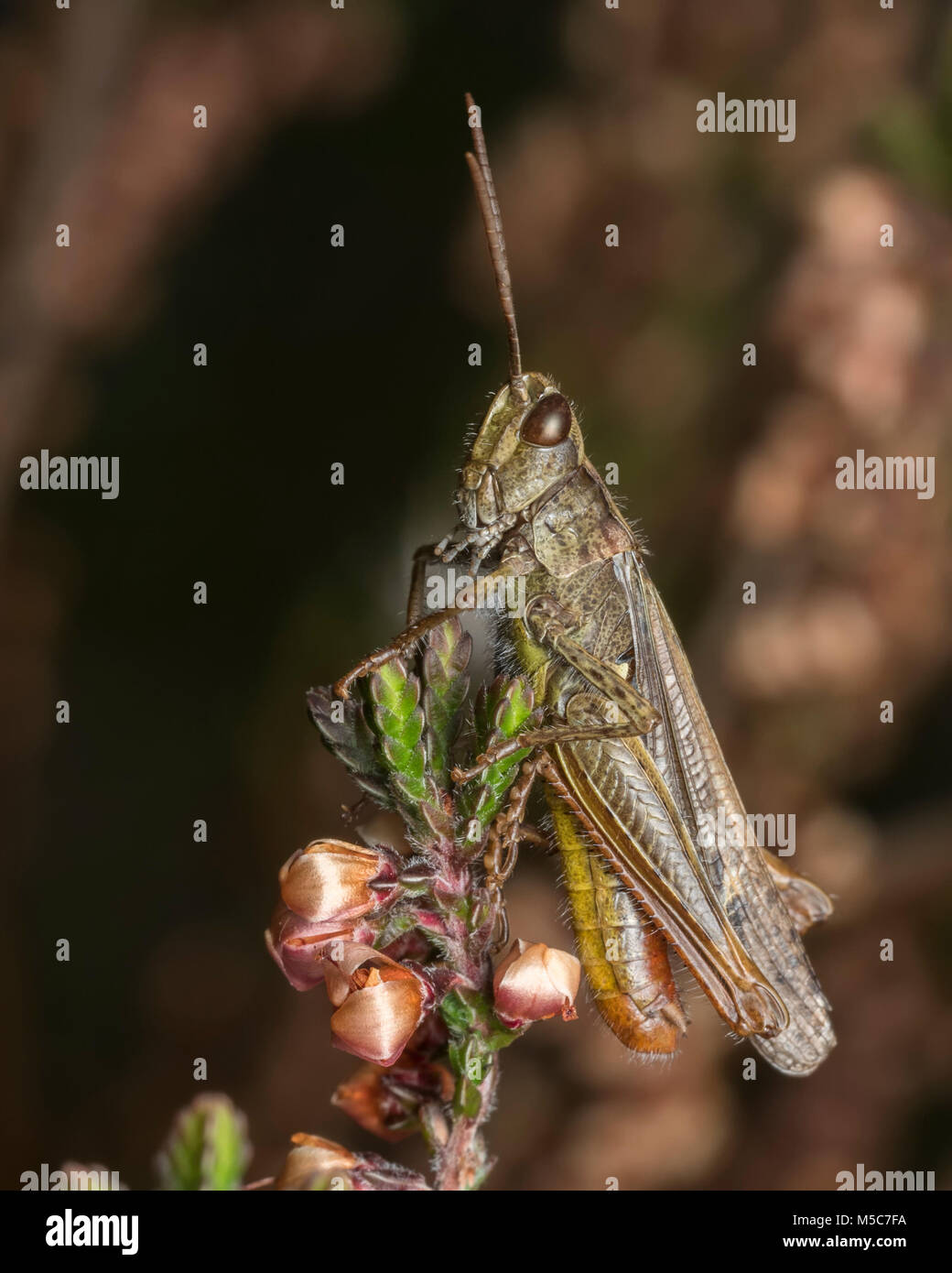 Field grasshopper common field grasshopper hi-res stock photography and ...