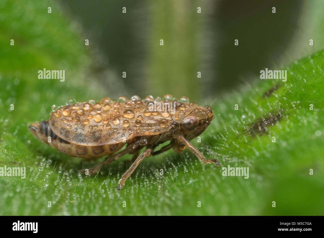 Froghopper covered in dew hi-res stock photography and images - Alamy