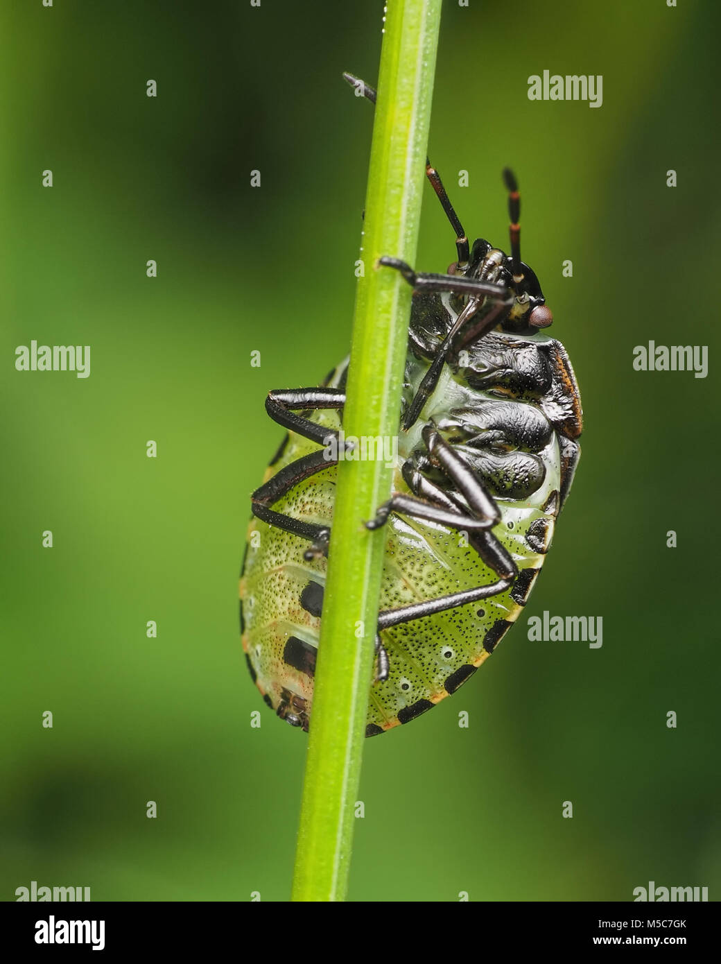 Gorse Shieldbug final instar nymph (Piezodorus lituratus) perched on ...