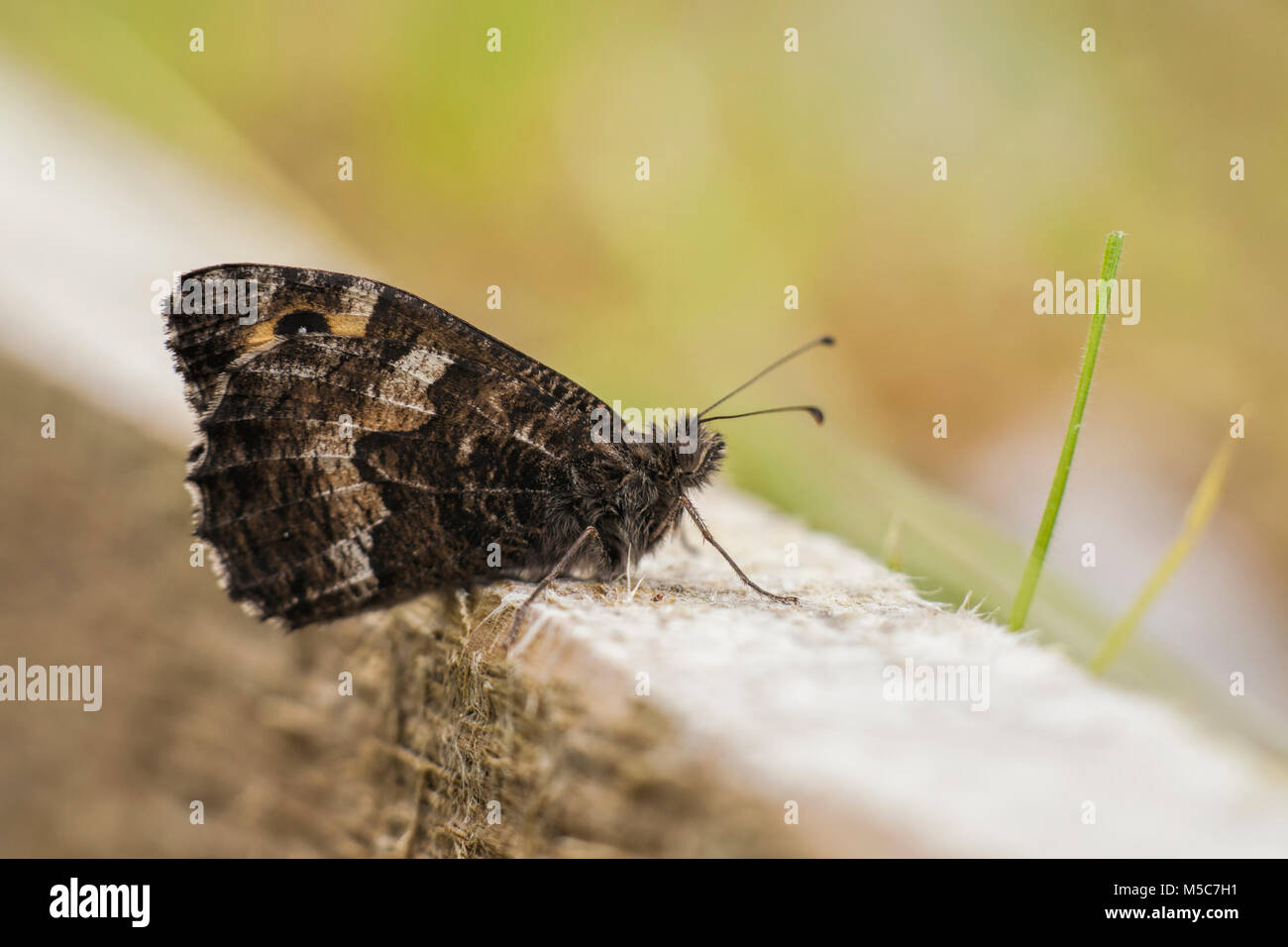 Grayling Butterfly (Hipparchia semele) perched low down on footpath ...