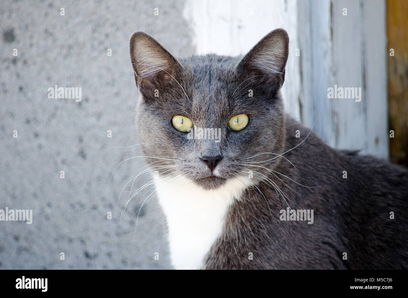 cat with spooky eyes stares right at you Stock Photo - Alamy