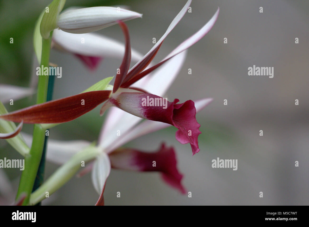 Phaius orchid hi-res stock photography and images - Alamy