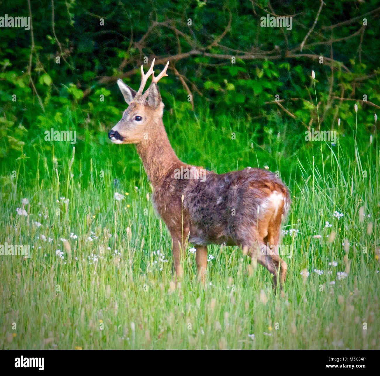 The European roe deer (Capreolus capreolus), also known as the western ...
