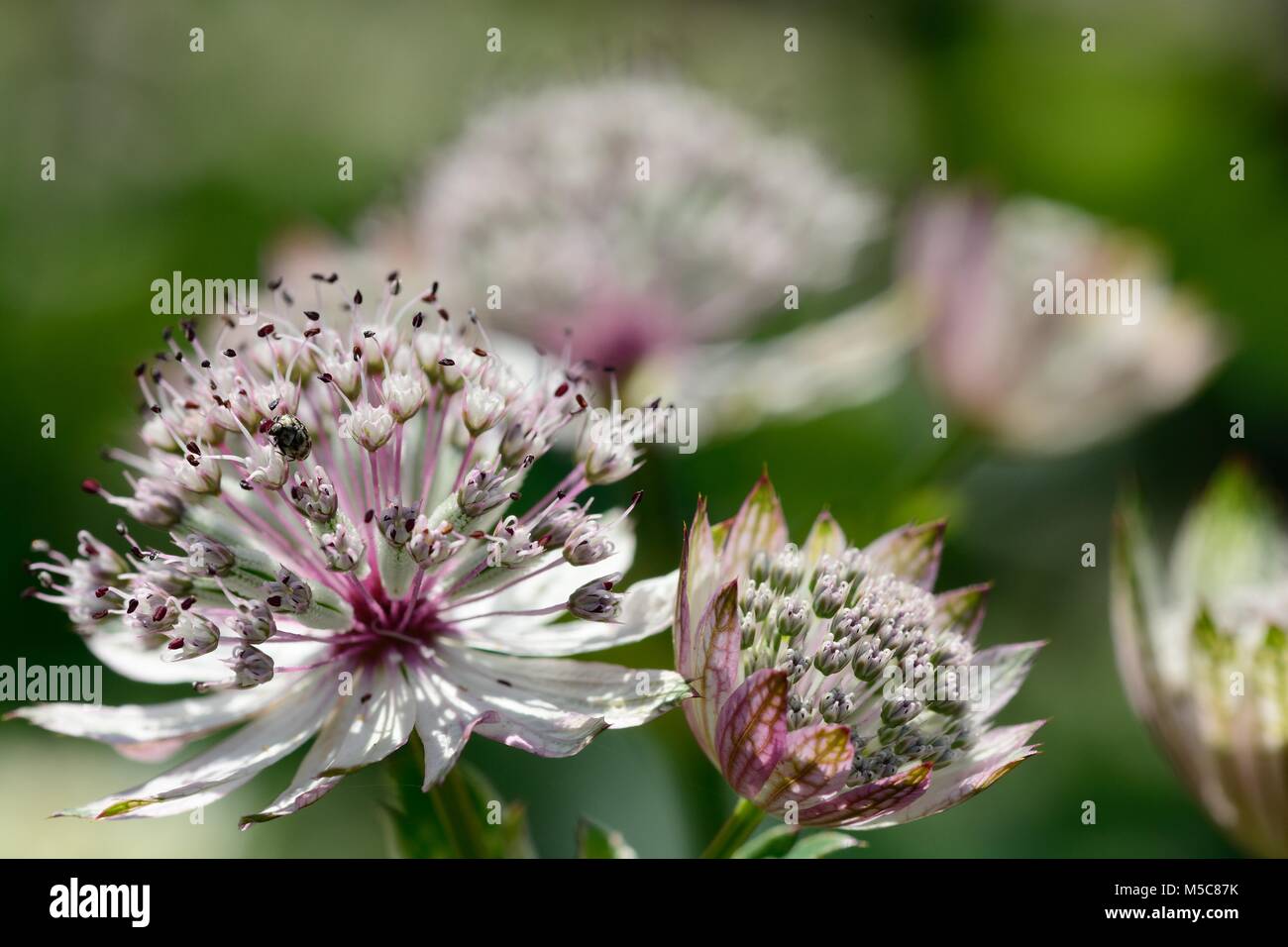 Close up of astrantia flowers in bloom Stock Photo - Alamy